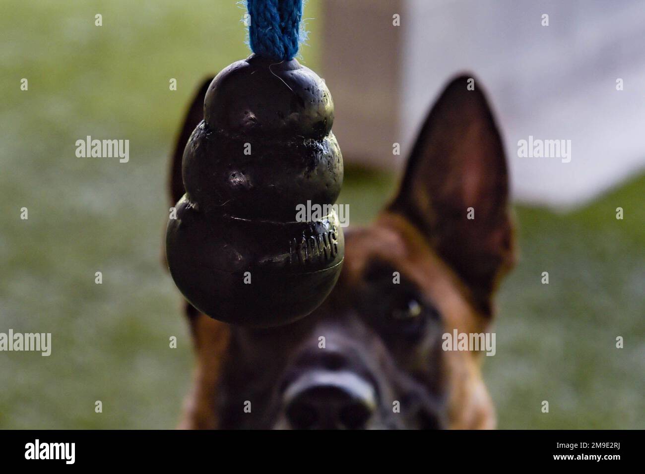 Military working dog Mio stares at his chew toy during an initial ...