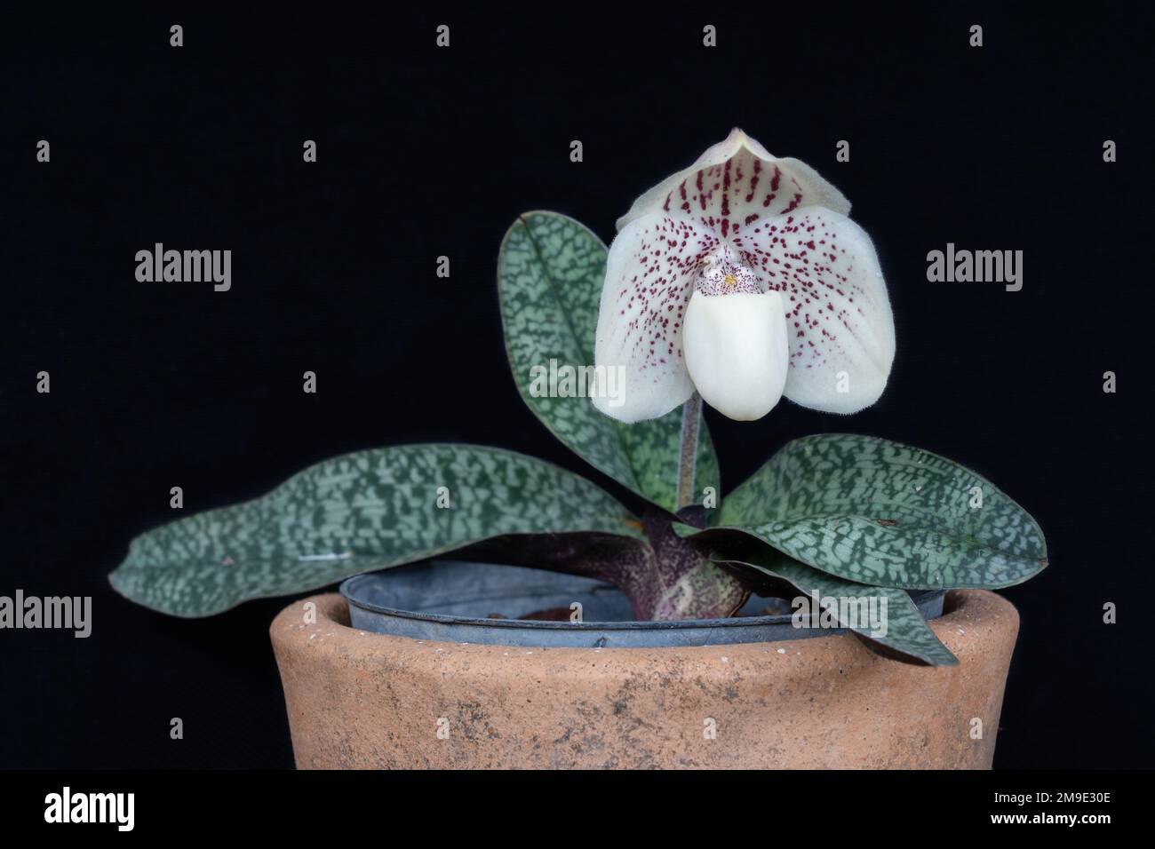 Closeup view of plant and flower of paphiopedilum godefroyae var ang ...