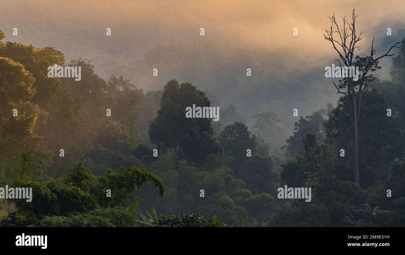 Colorful painterly and dreamy morning landscape with fog and early ...