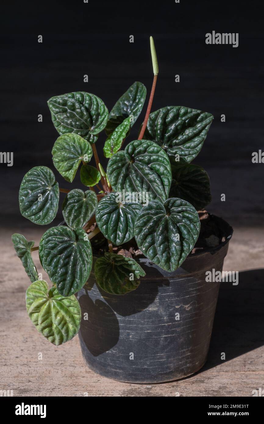 Peperomia caperata hi-res stock photography and images - Alamy