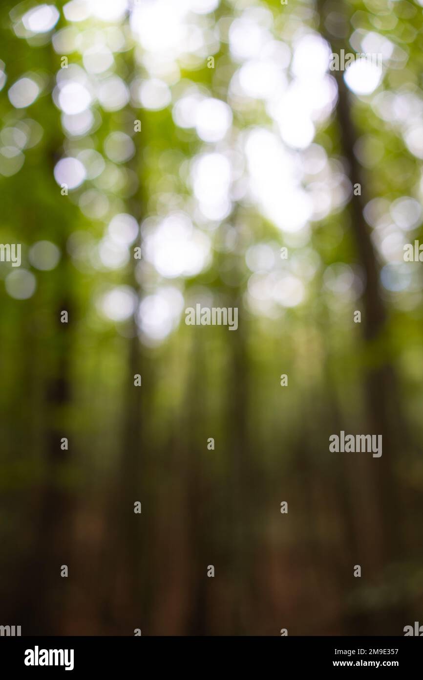 Blurry forest photo. Defocused tall trees in a forest. Vertical photo ...