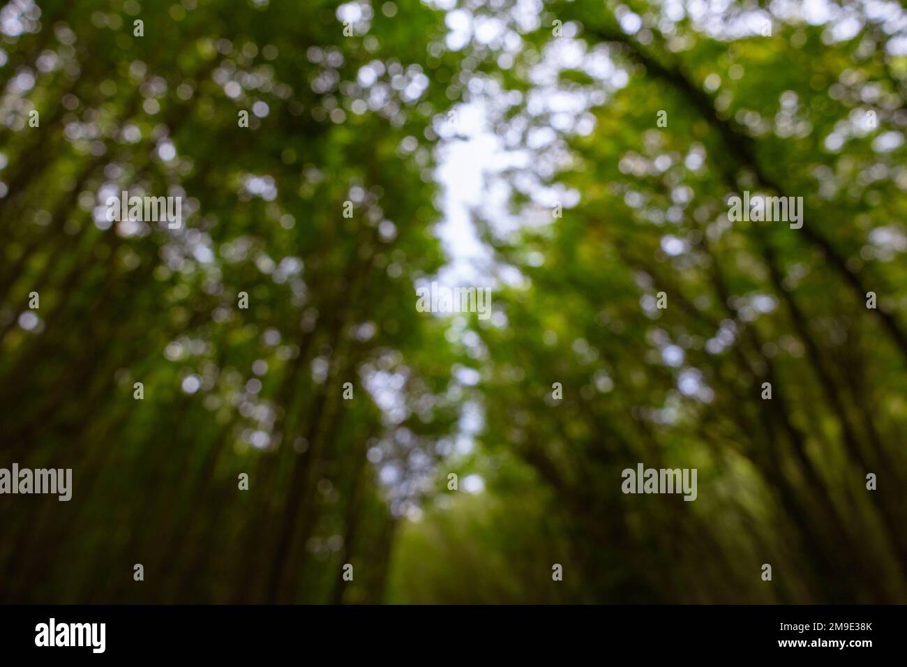 Defocused forest background photo. Blurry photo of a forest. Wide angle ...