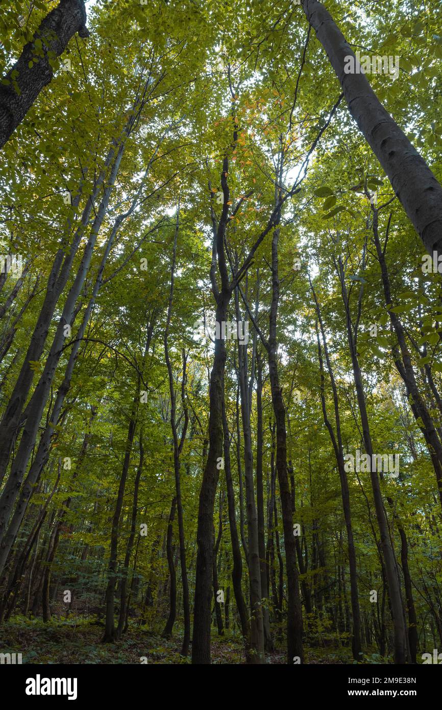 Tall trees in the forest. Forest vertical view in wide angle shot ...