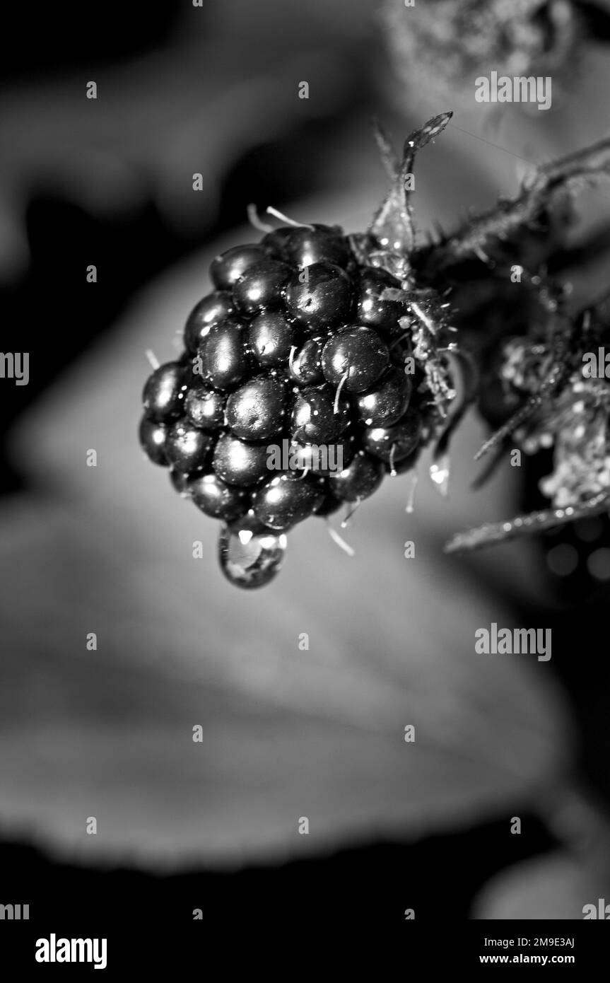 Juicy sweet blackberry isolated Black and White Stock Photos & Images ...