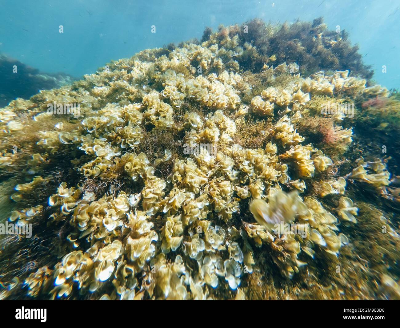 marine sponges and algae, the polyps on attale on the bottom of the sea ...