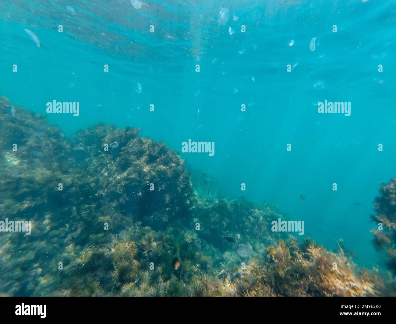 underwater world of clear blue water in the depths of the sea with ...