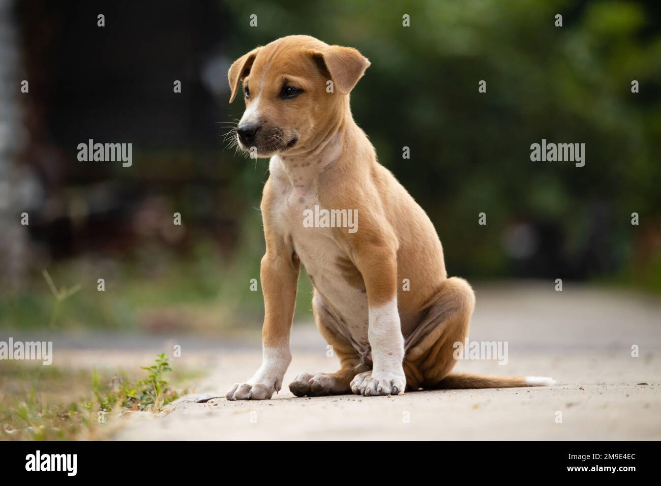A lonely cute brown puppy sitting on road with blurry background Stock ...