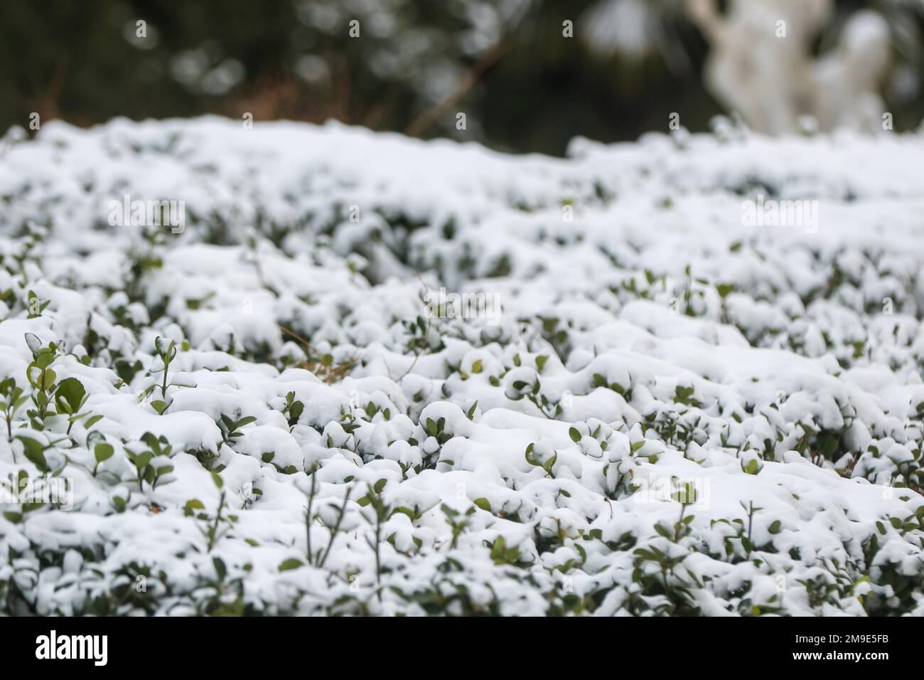 The first snow of the new year fell in Zhengzhou City, central China's ...