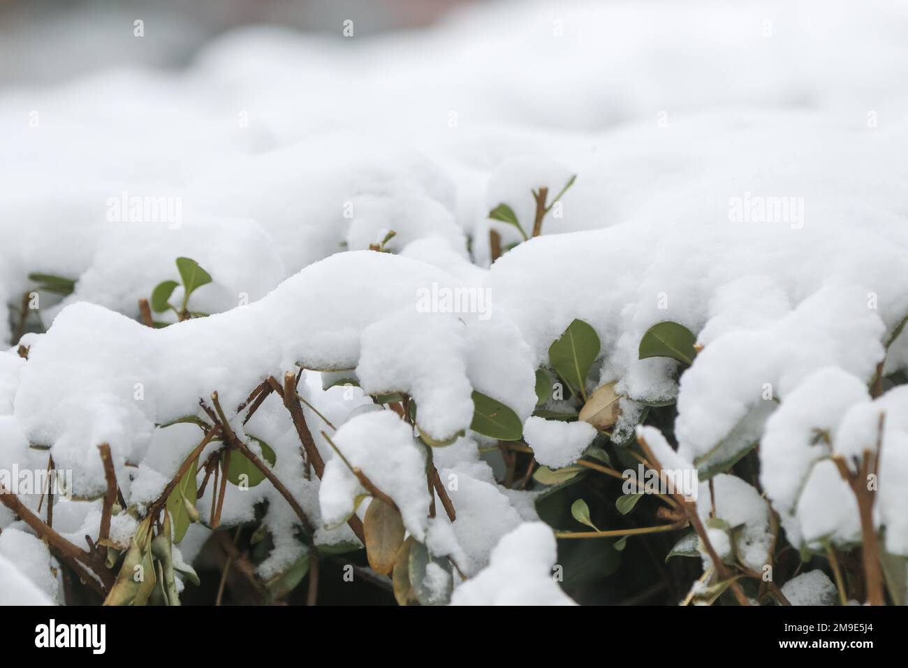 The first snow of the new year fell in Zhengzhou City, central China's ...