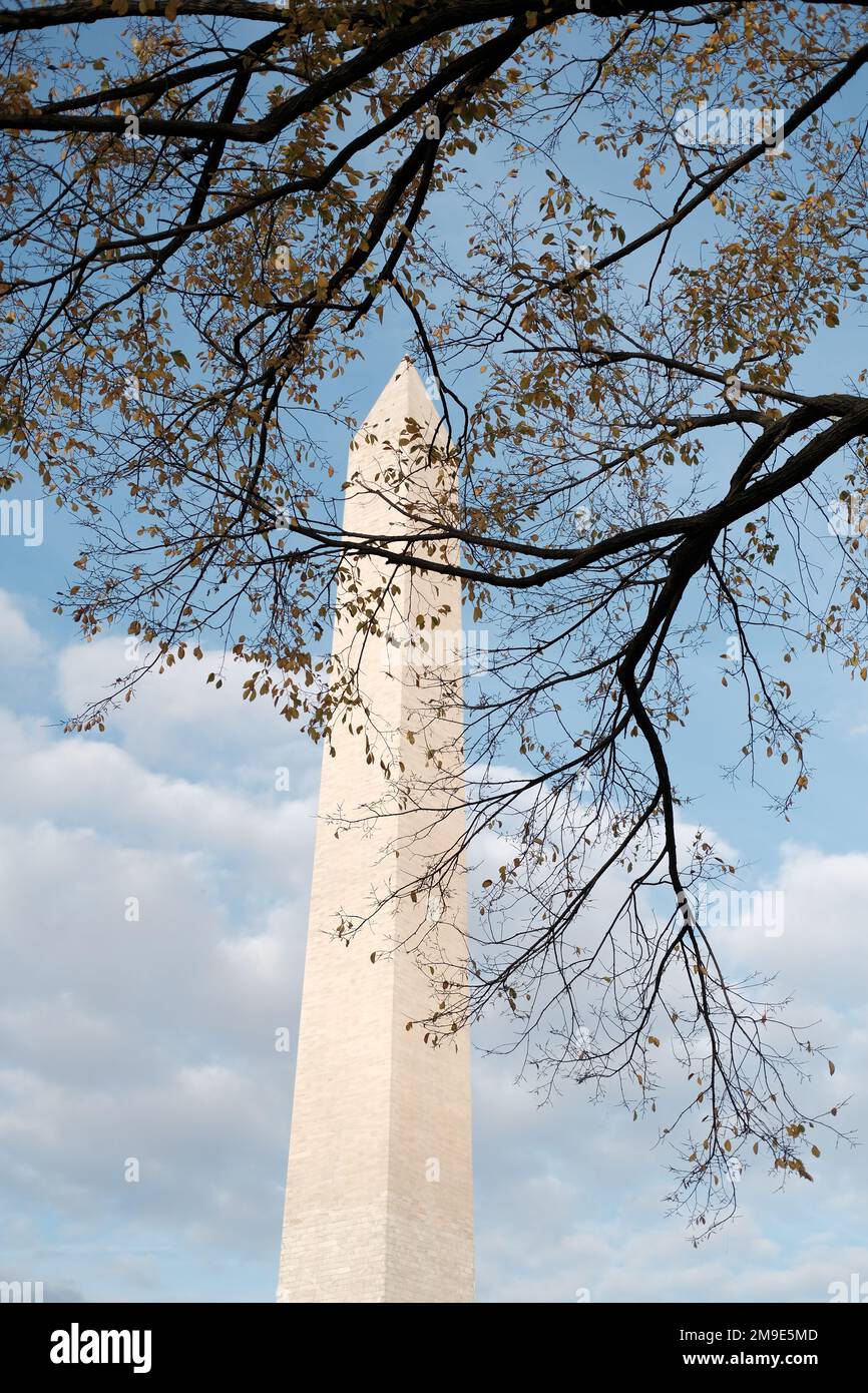 A low angle shot of the Washington Monument seen behind autumn tree ...