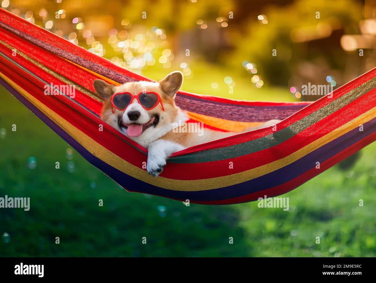 cute corgi dog puppy lies in a hammock in a sunny summer garden on a ...