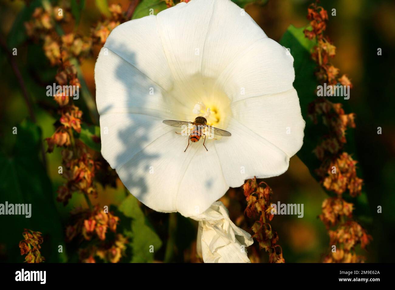 Common marmalade hoverfly (Episyrphus balteatus) in the larger bindweed ...