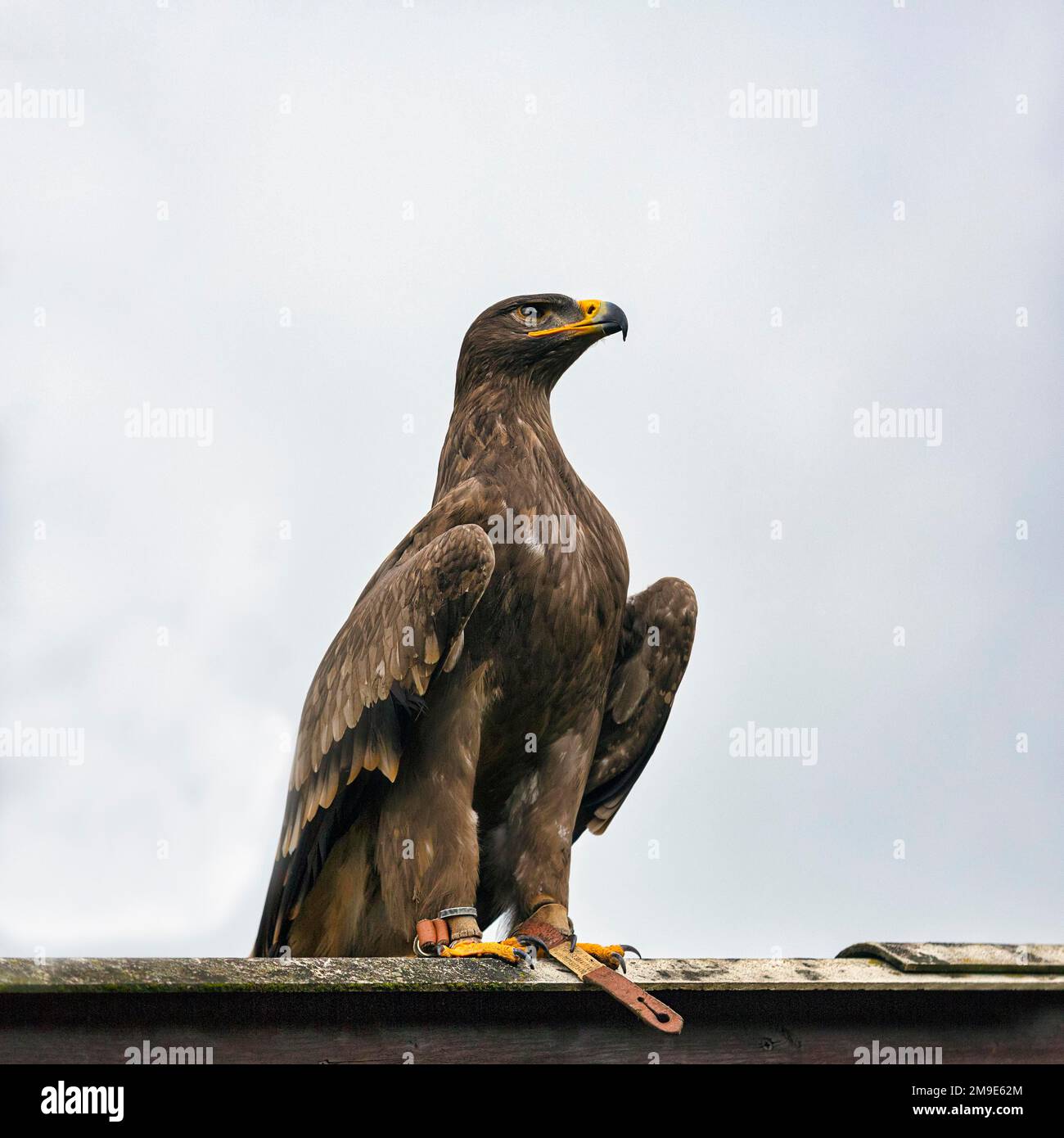 Golden eagle (Aquila chrysaetos) on a roof, captive, view from below ...