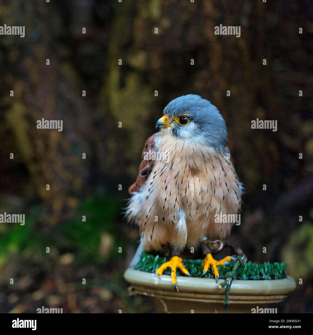 Male captive bird hi-res stock photography and images - Alamy