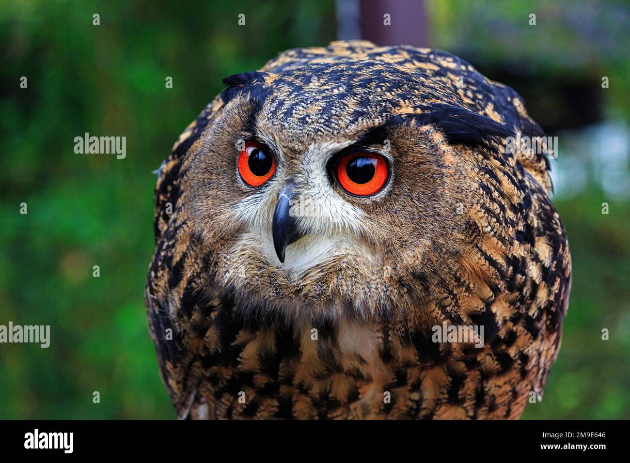 Bengal Eagle Owl, indian eagle-owl (Bubo bengalensis), attentive view ...