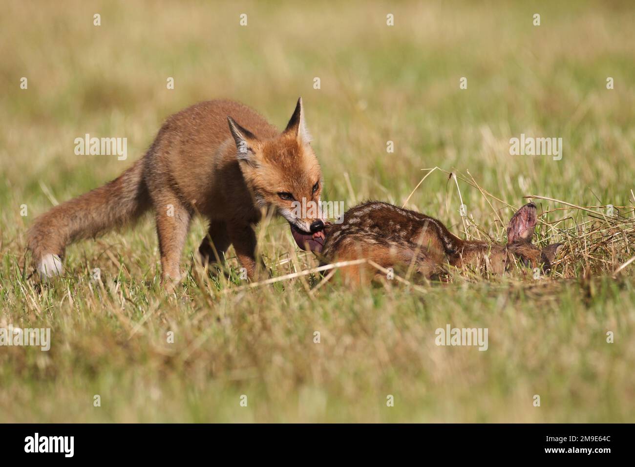 Red fox (Vulpes vulpes) Young fox feeding on mown fawn (Capreolus ...