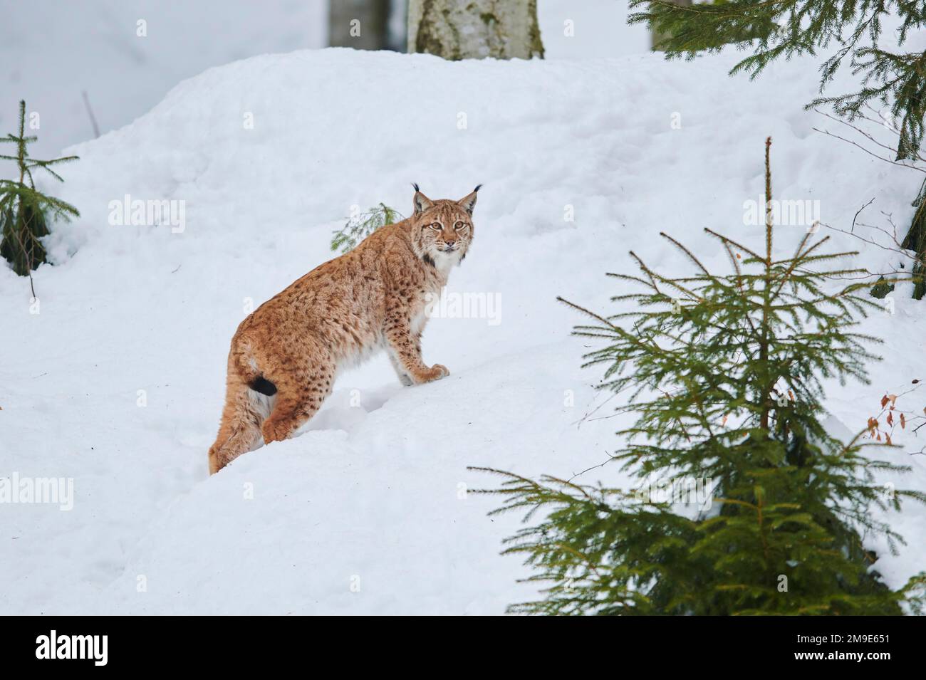 Eurasian lynx (Lynx lynx) in the snow, Bavarian Forest, Bavria, Germany ...