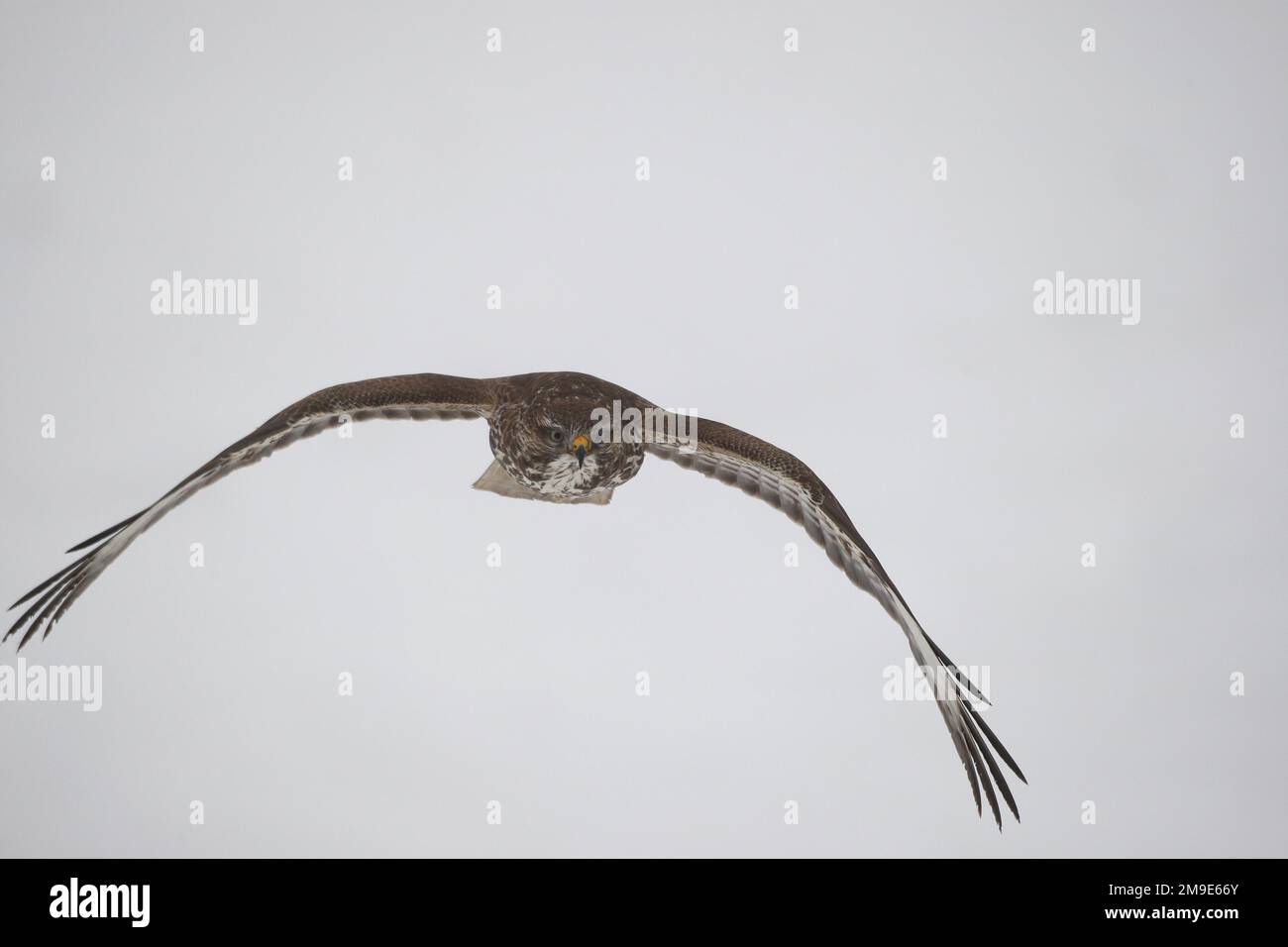 Steppe buzzard (Buteo buteo) in flight, Allgaeu, Bavaria, Germany Stock ...