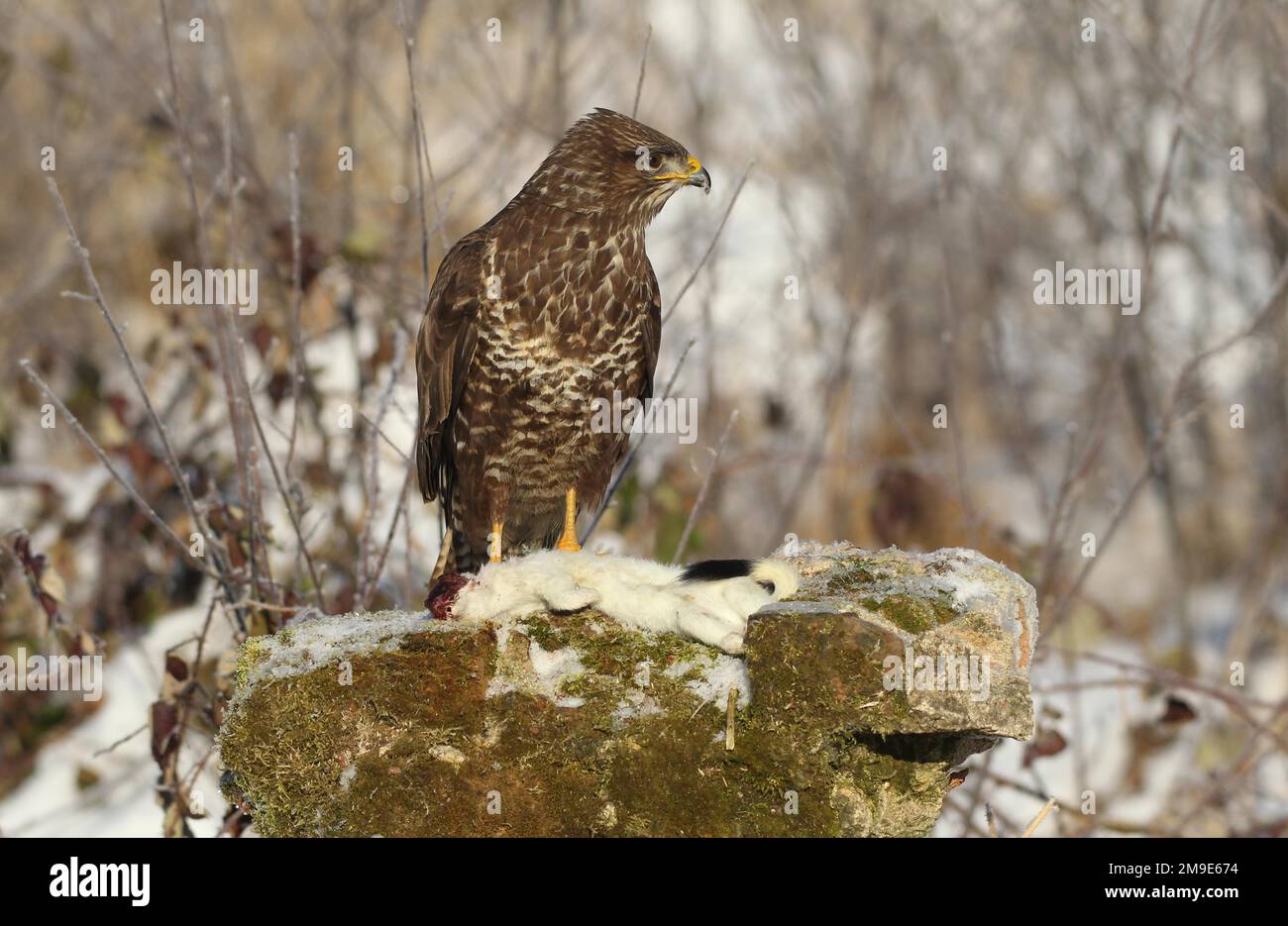 Common steppe buzzard (Buteo buteo) with captured white stoat (Mustela ...