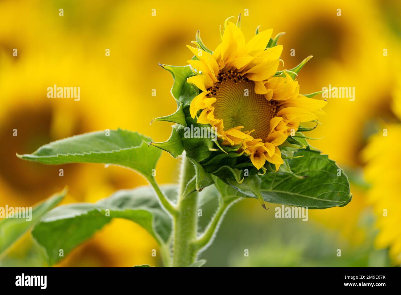 Sunflowers (Helianthus annuus) in a sunflower field, Fischbeck, Saxony ...