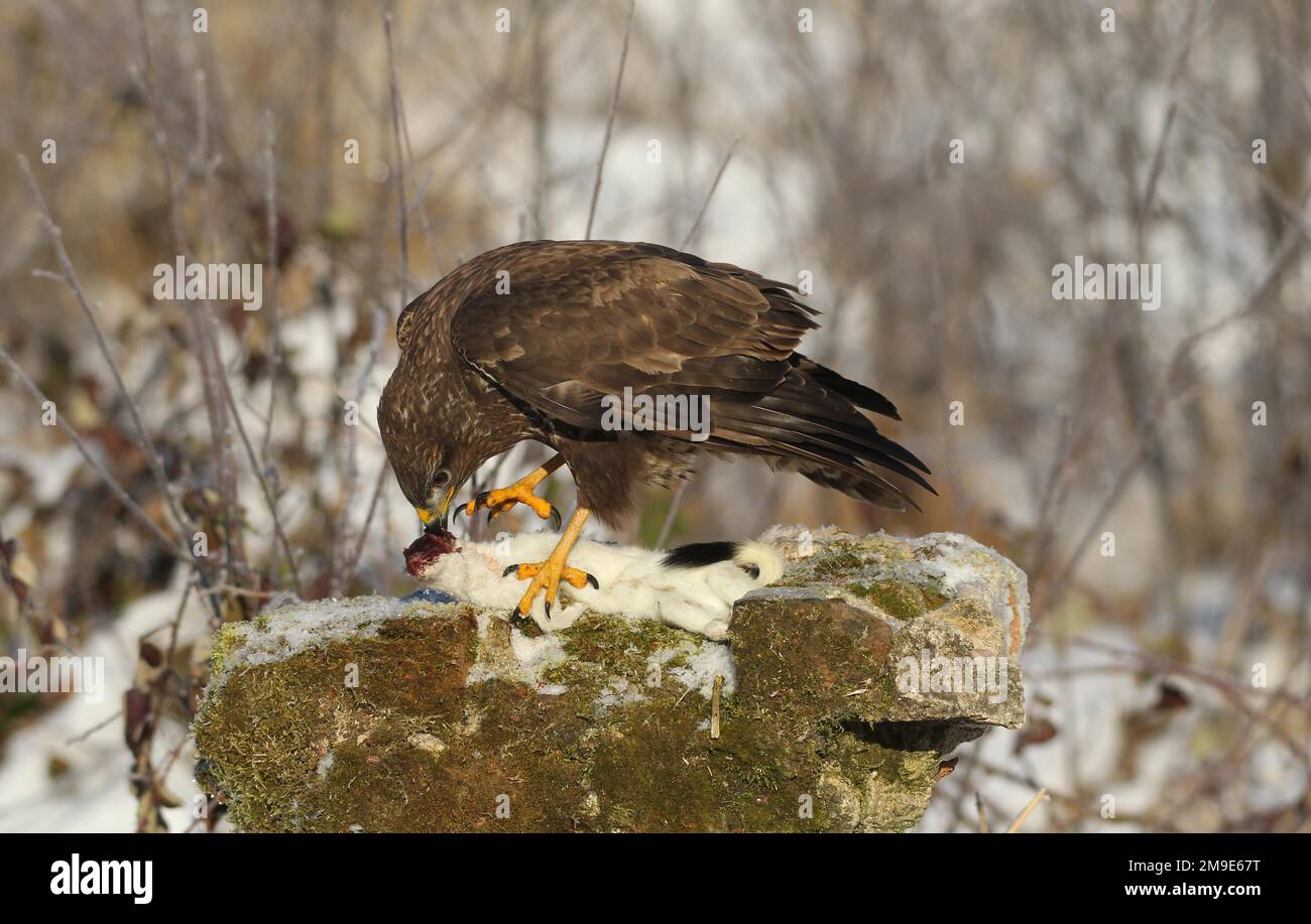 Common steppe buzzard (Buteo buteo) feeding on White stoat (Mustela ...