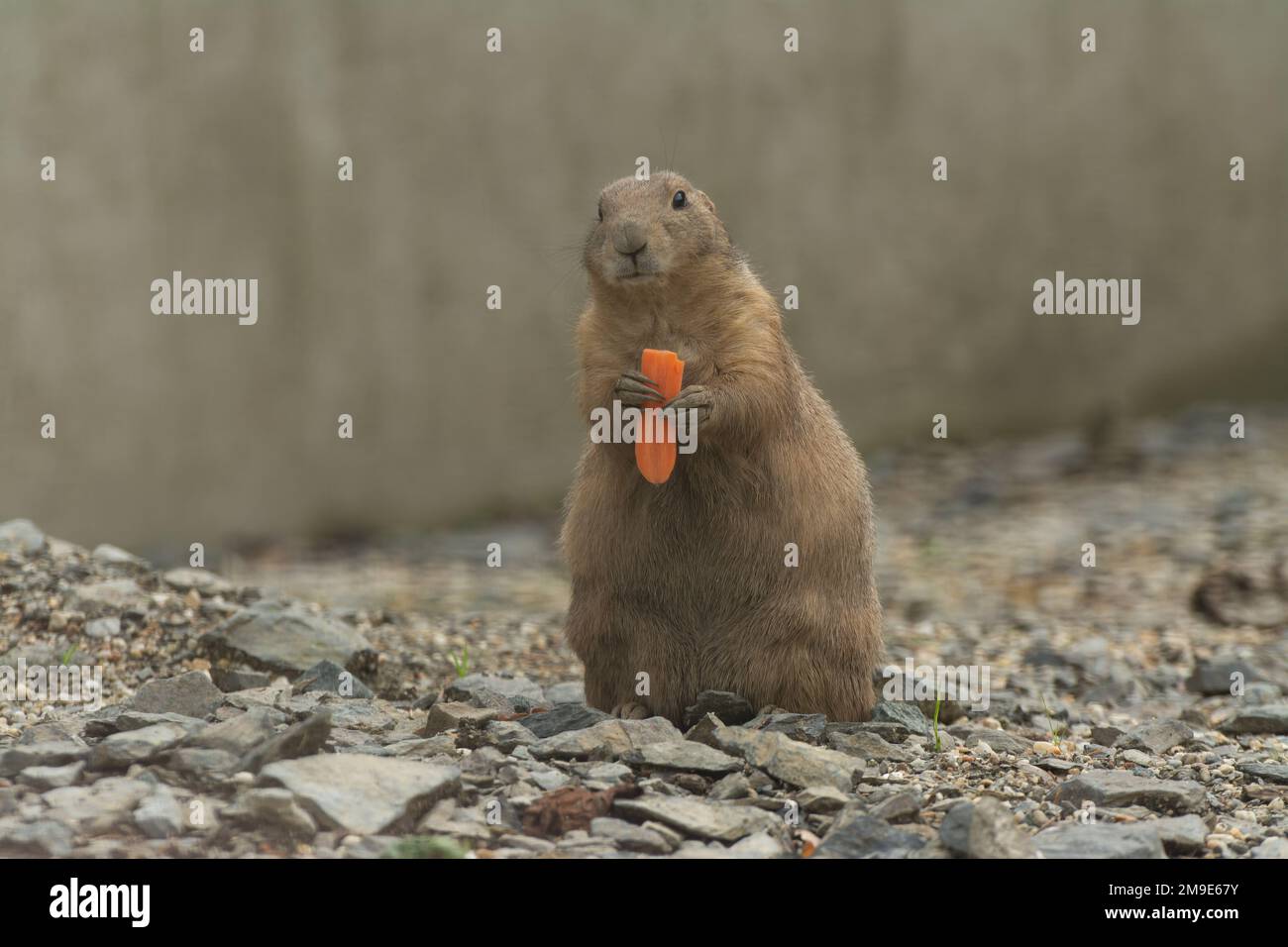 A closeup shot of a Mexican prairie dog holding a piece of carrout and ...