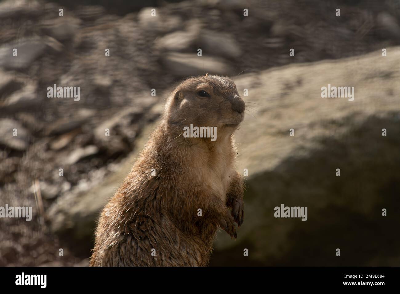 A closeup shot of a Mexican prairie dog with short hands standing and ...