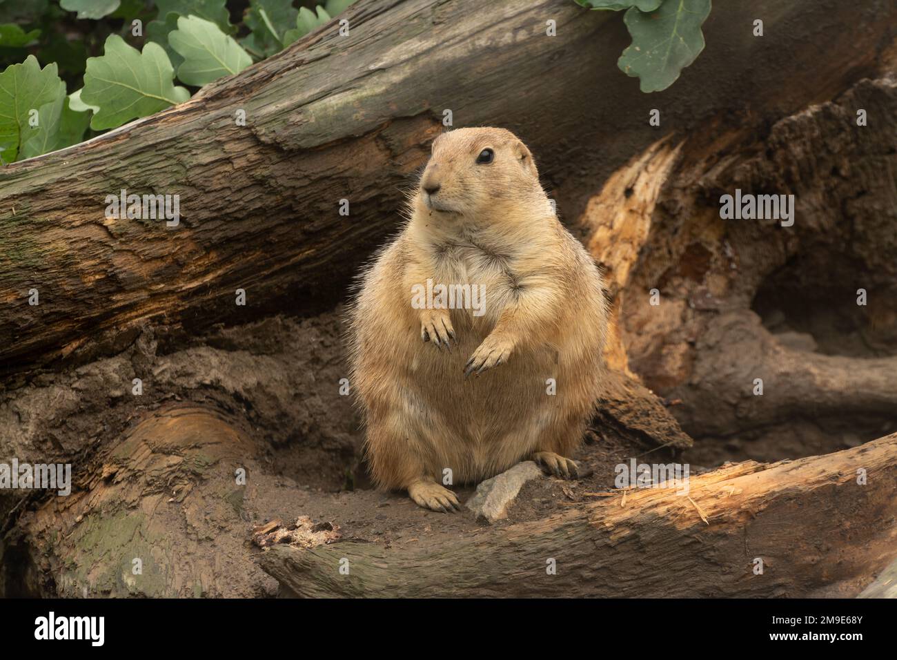 A closeup shot of a Mexican prairie dog standing on the trunk of a huge ...