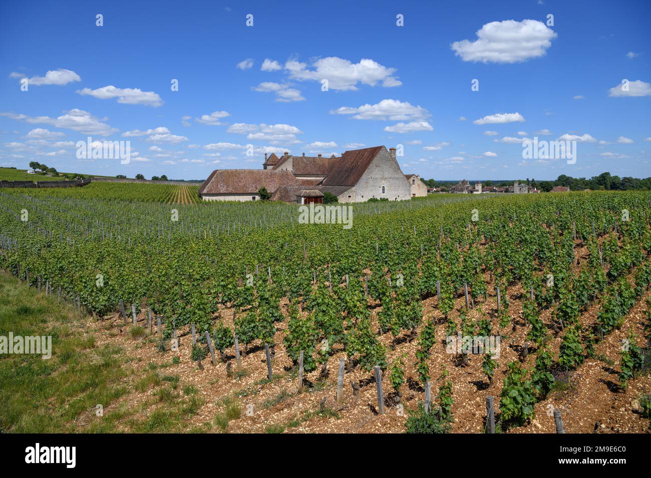 Vineyard Chateau du Clos de Vougeot, near Nuits-Saint-George, Cote-dOr ...