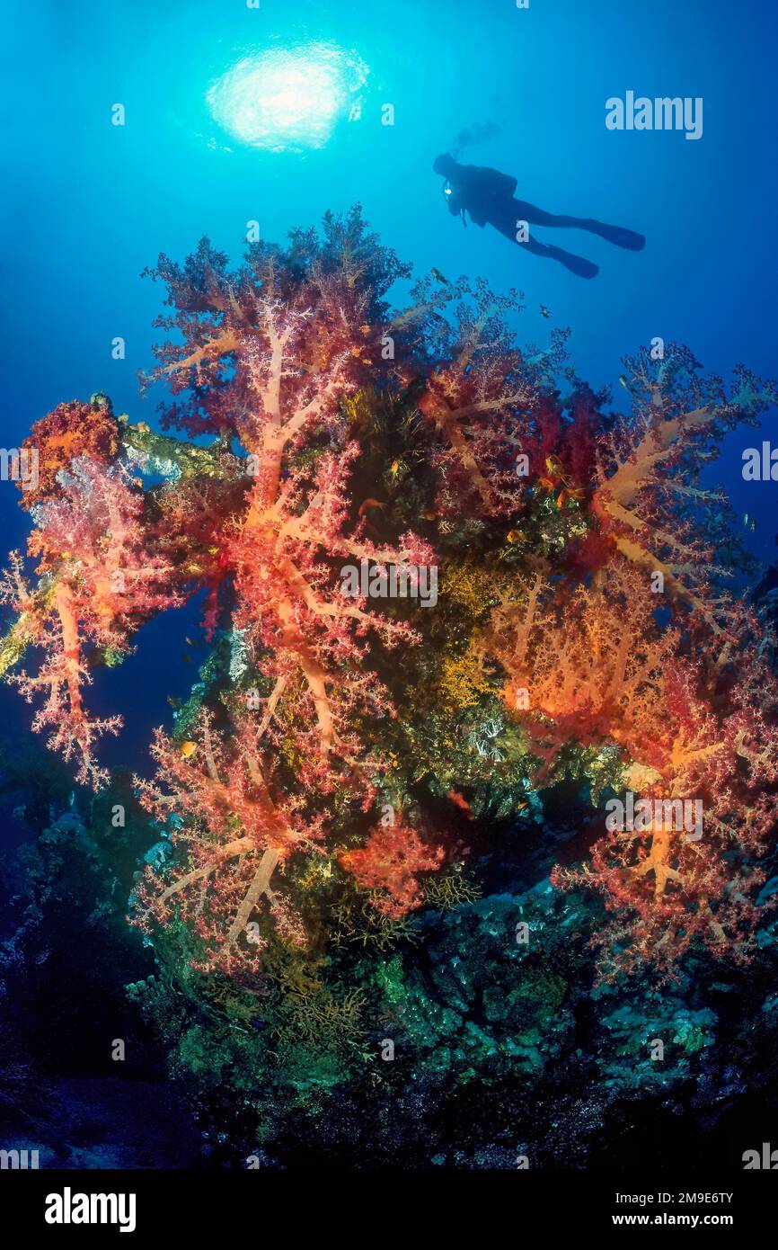 Backlight shot of colony of soft corals (Dendronephthya) growing on ...