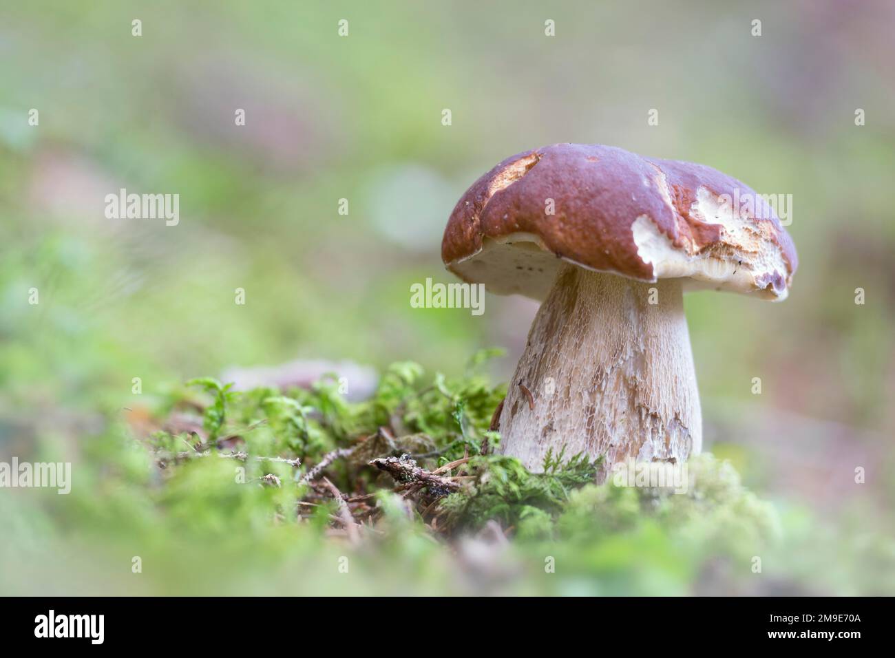 King boletes (Boletus edulis) in the moss, St. Michael, Lungau ...