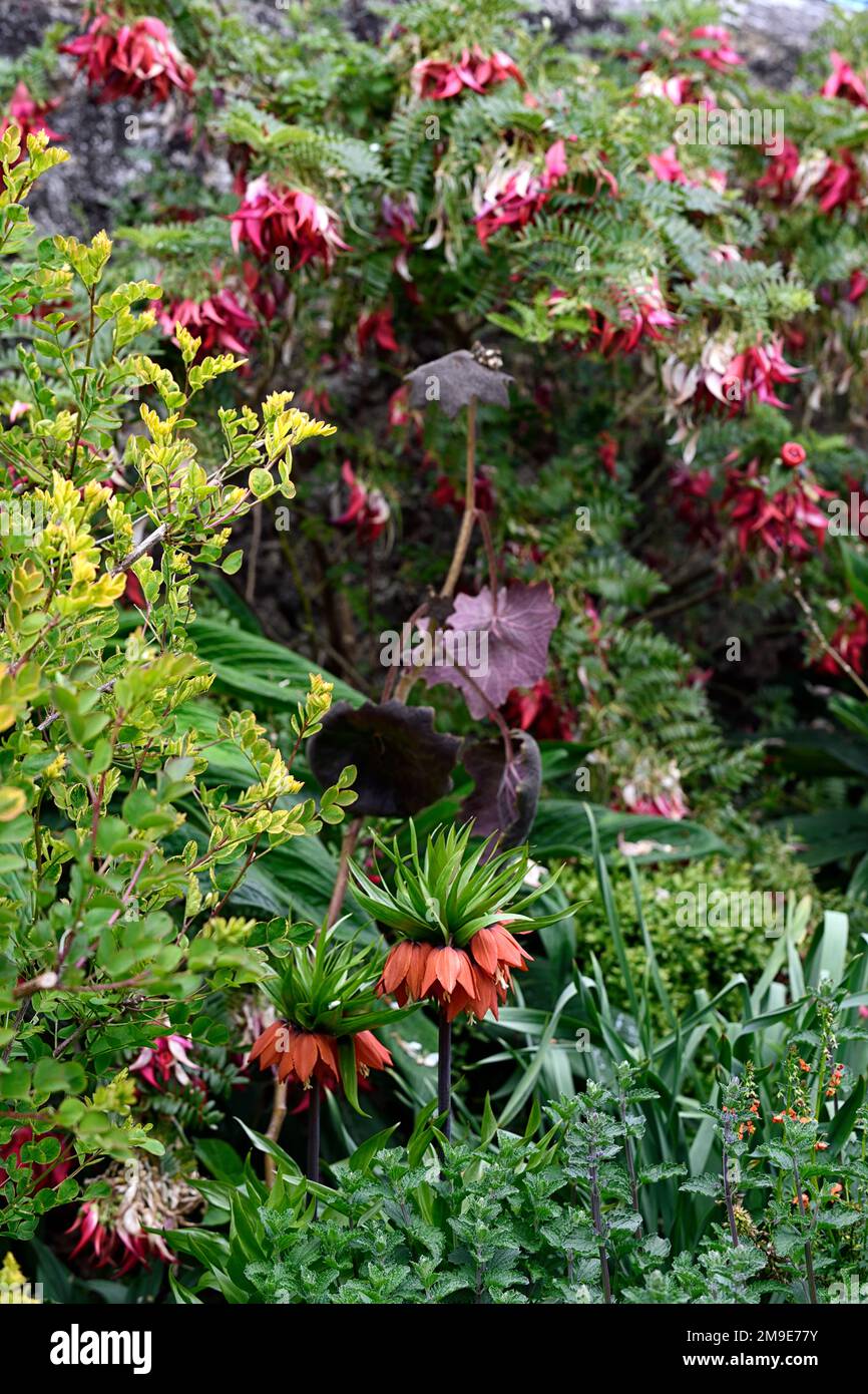 Clianthus puniceus Roseus,red flower,flowers,Lobster claw,tender ...