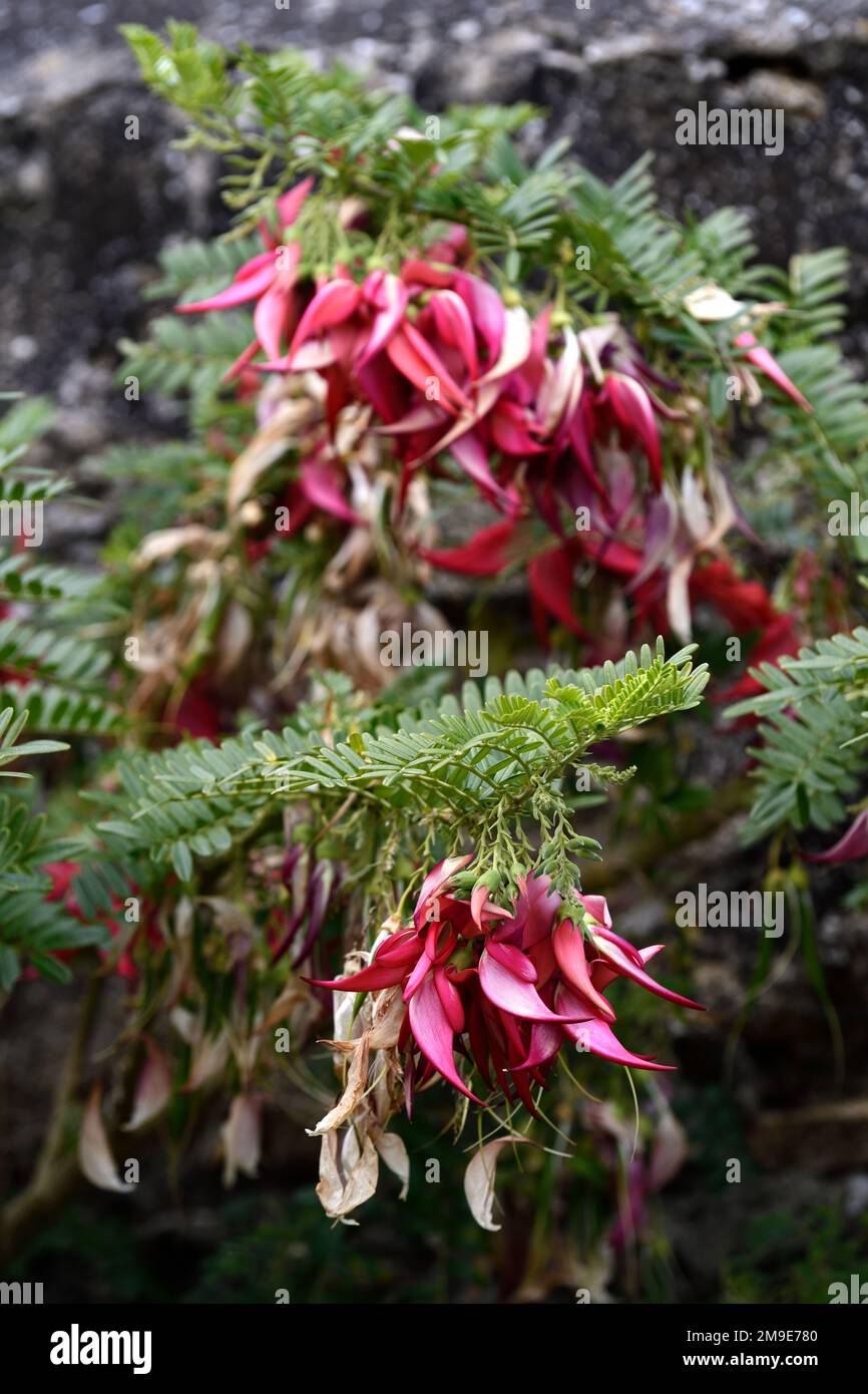 Clianthus puniceus Roseus,red flower,flowers,Lobster claw,tender ...