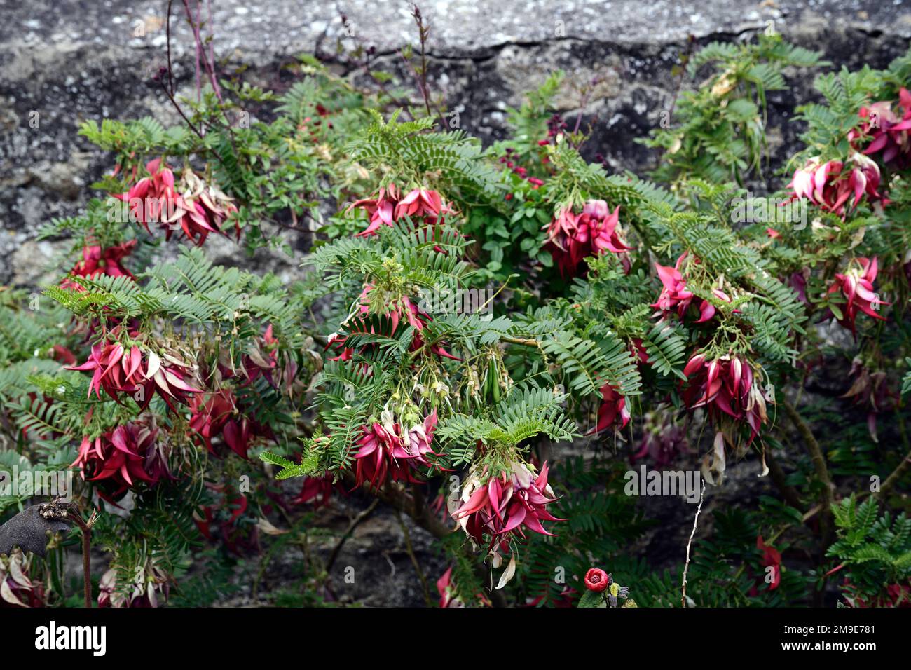 Clianthus puniceus Roseus,red flower,flowers,Lobster claw,tender ...