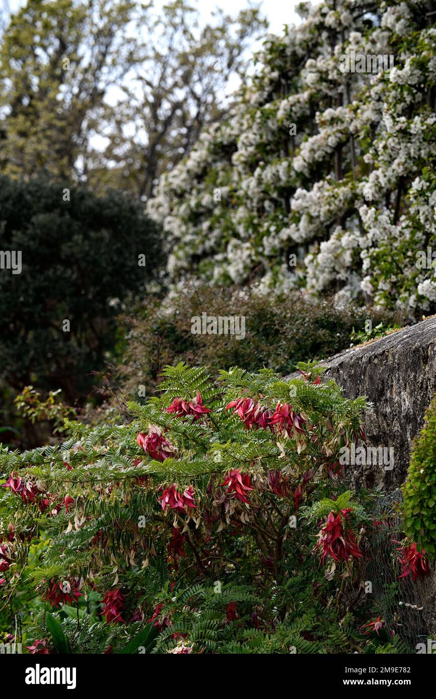 Clianthus puniceus Roseus,red flower,flowers,Lobster claw,tender ...