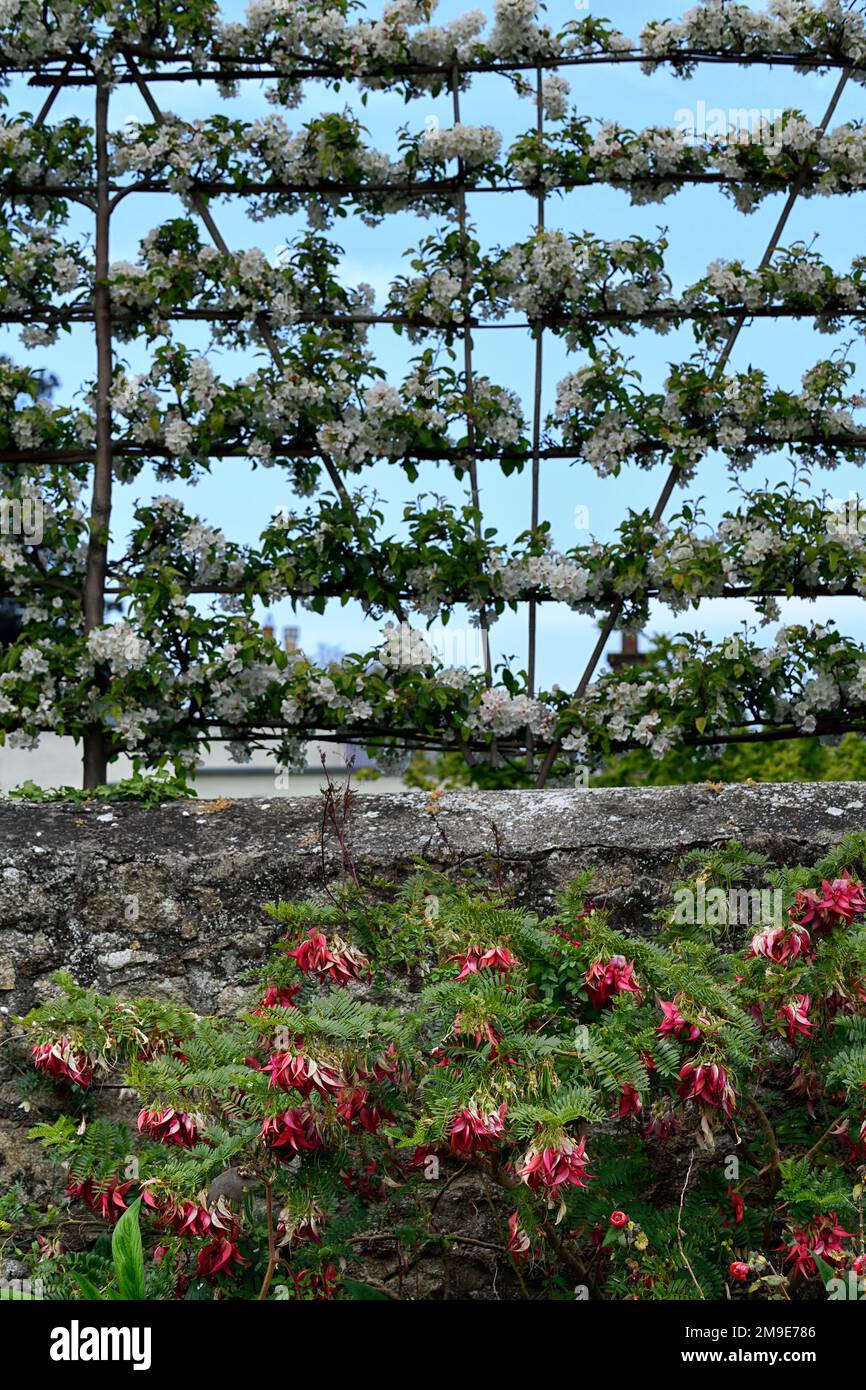 Pleached apple blossom hi-res stock photography and images - Alamy