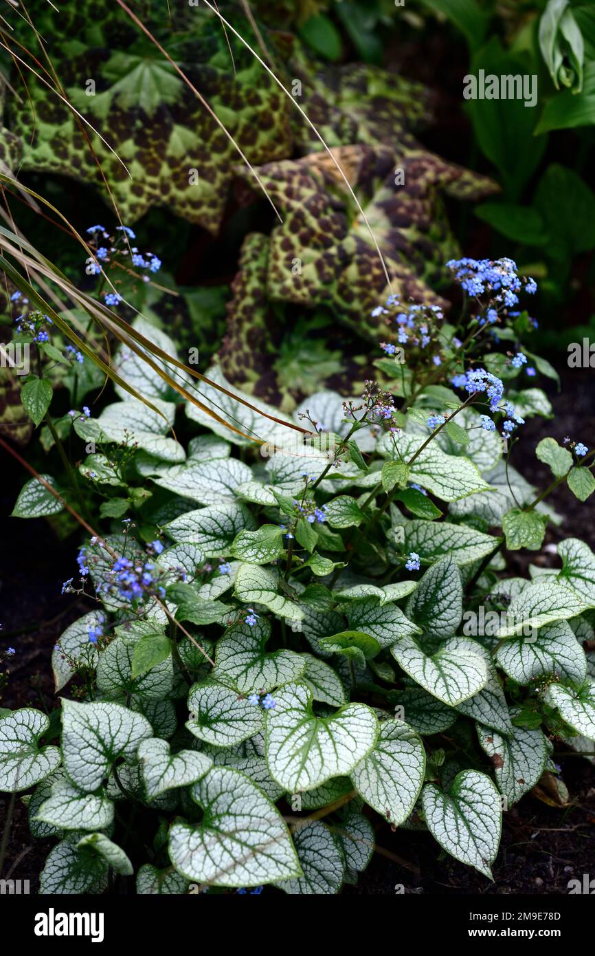 Brunnera macrophylla jack frost,Heartleaf brunnera,Siberian bugloss ...