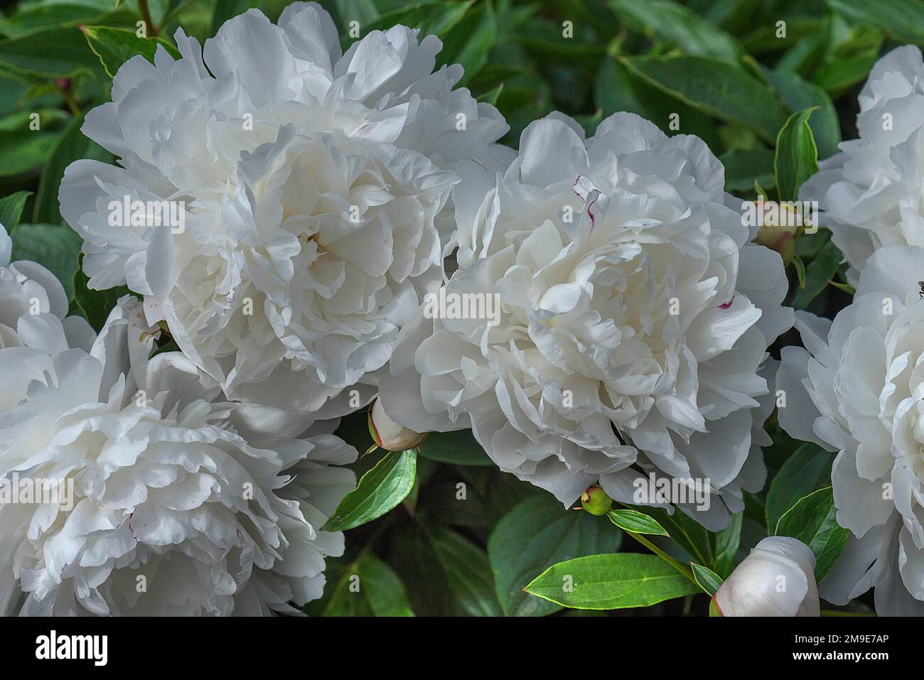 European peony hi-res stock photography and images - Alamy