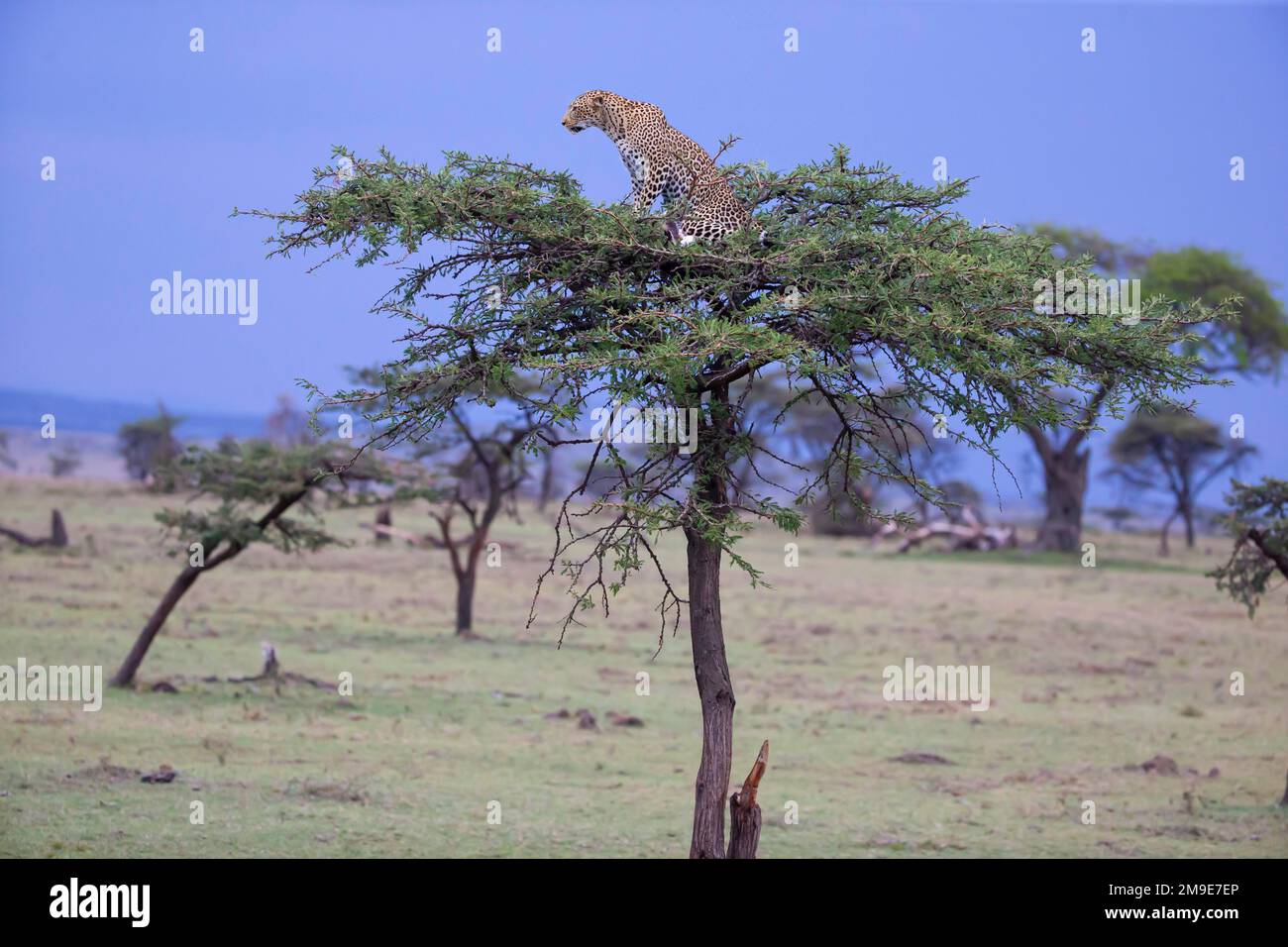 Leopard (Panthera pardus) female, Kenya Stock Photo - Alamy