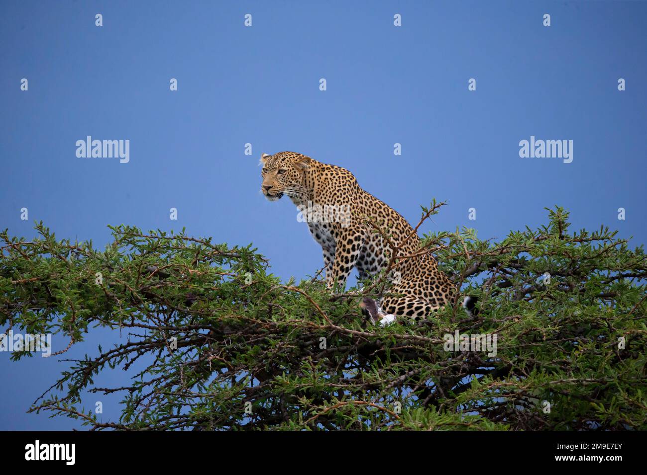 Leopard (Panthera pardus) female, Kenya Stock Photo - Alamy