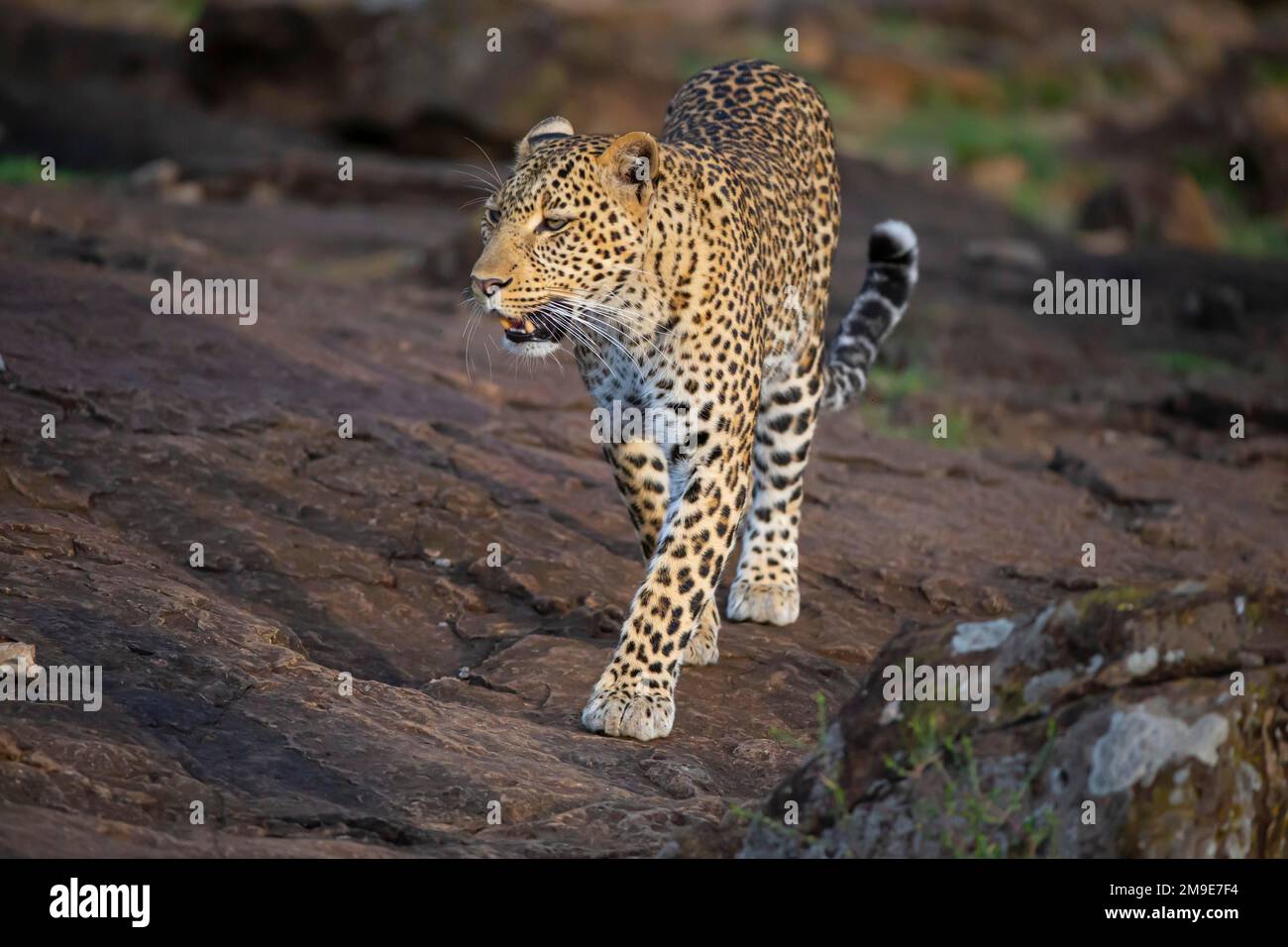 Leopard (Panthera pardus) female, Kenya Stock Photo - Alamy