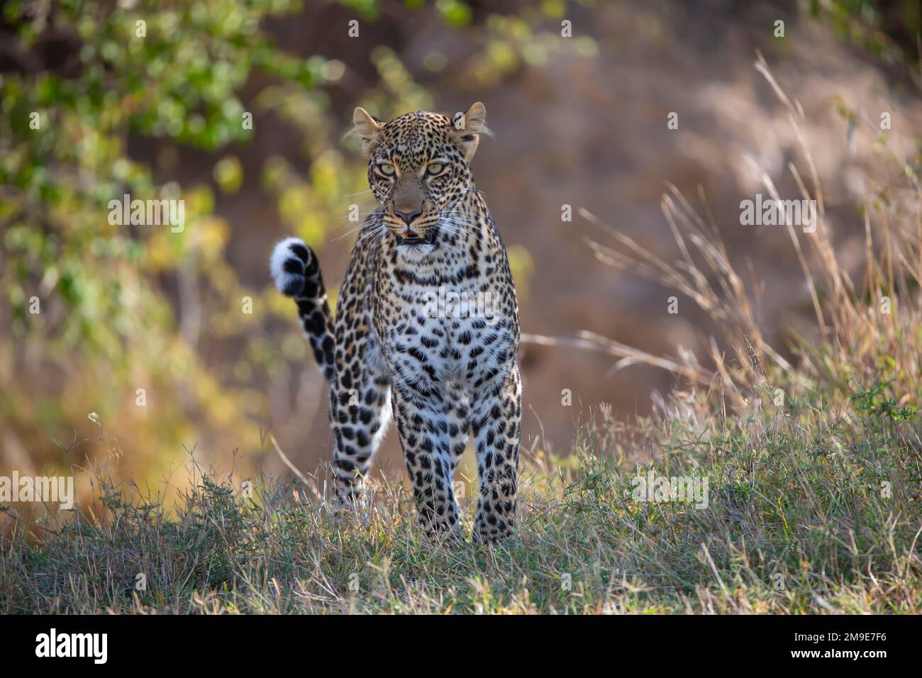 Leopard (Panthera pardus) female, Kenya Stock Photo - Alamy