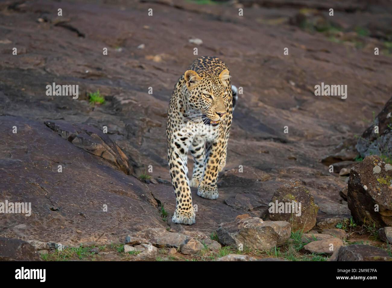 Leopard (Panthera pardus) female, Kenya Stock Photo - Alamy
