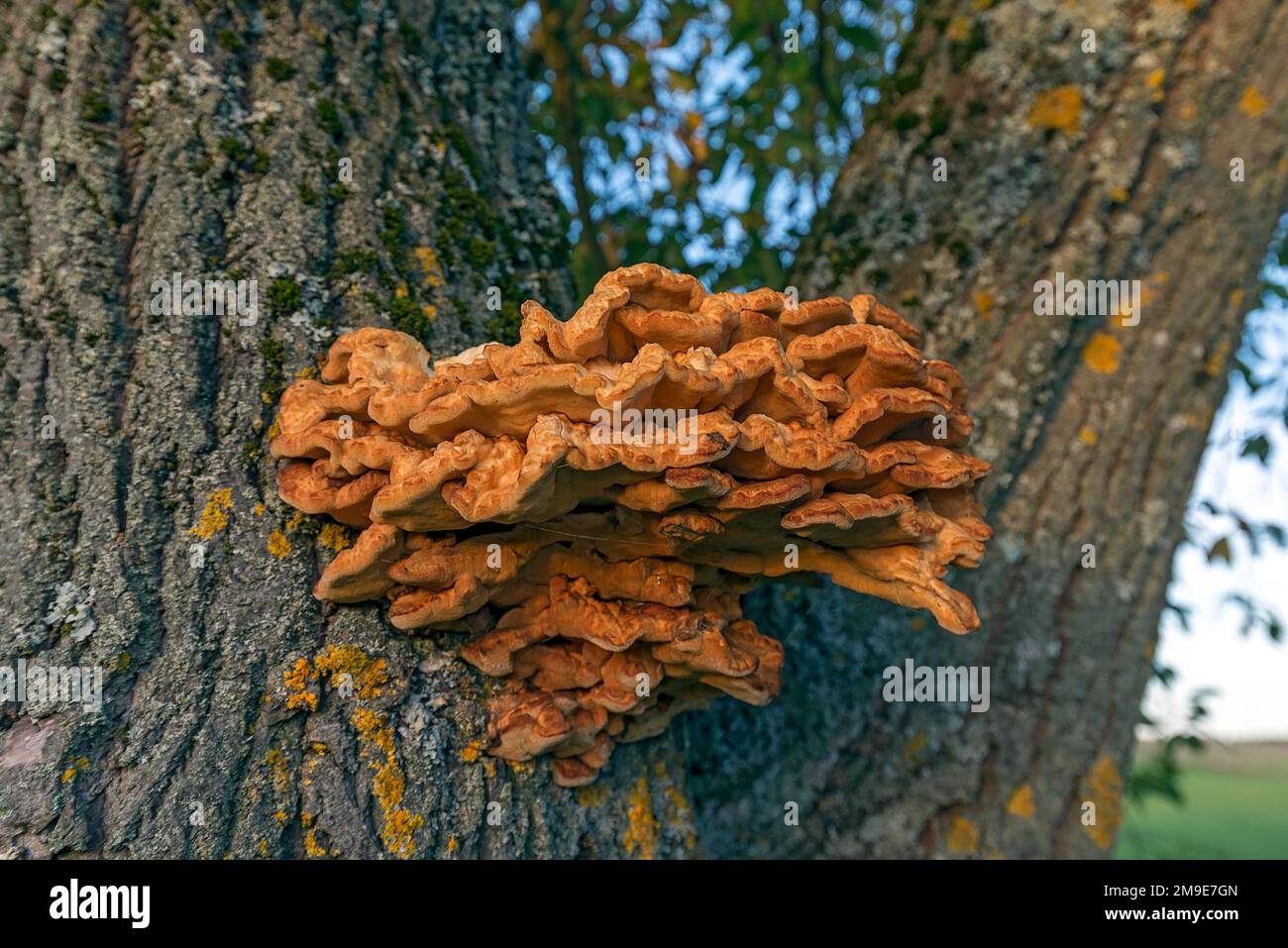 Sulphur polypore (Laetiporus sulphureus) on a tree trunk, Bavaria ...