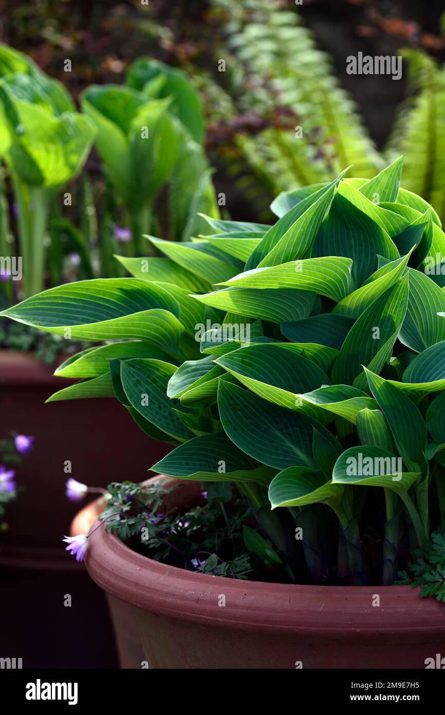 hosta,leaves,foliage,new,emerge,spring,verdant,growth,bed,border,garden ...