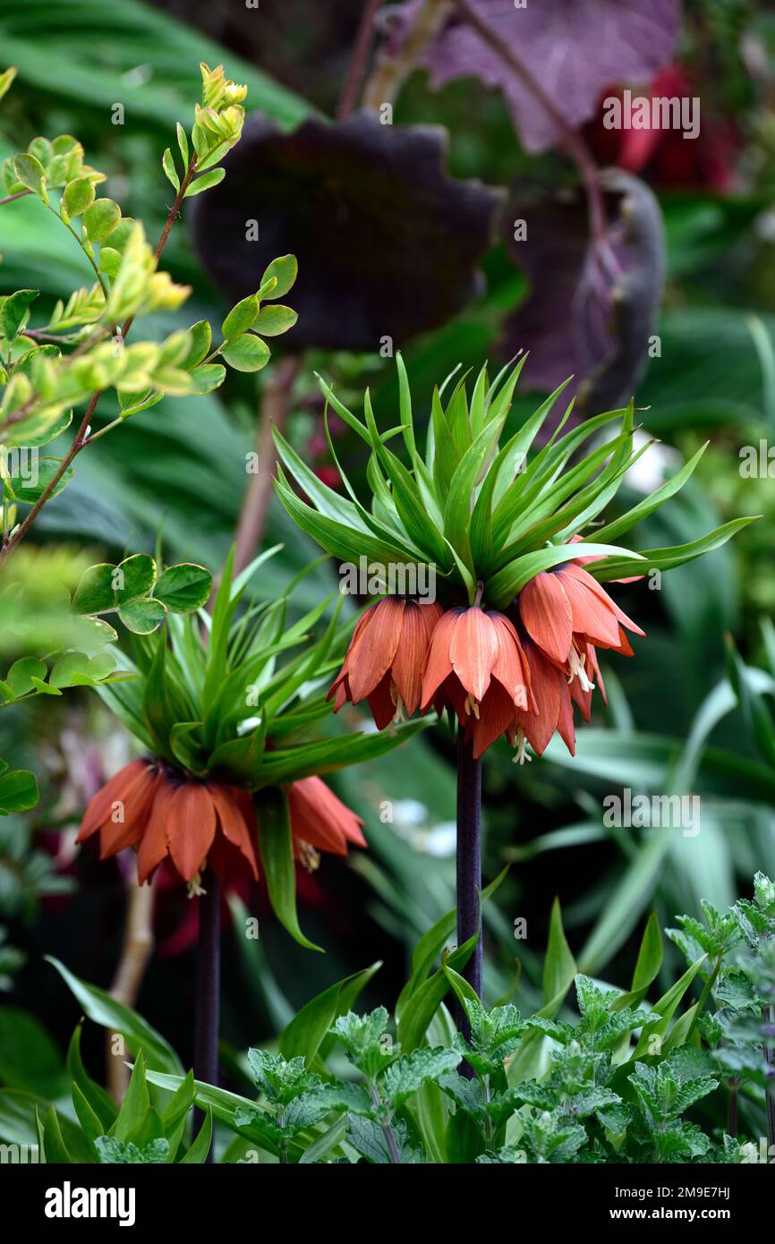 Foxy the fox hi-res stock photography and images - Alamy