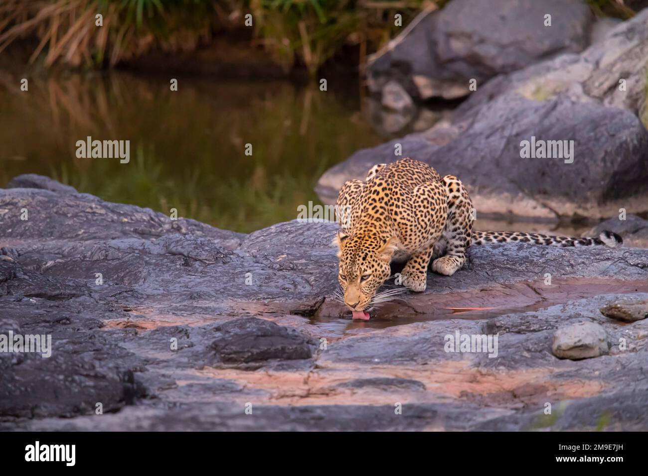 Leopard drink hi-res stock photography and images - Alamy