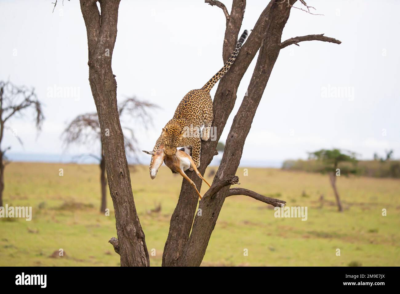 Leopard prey tree hi-res stock photography and images - Alamy