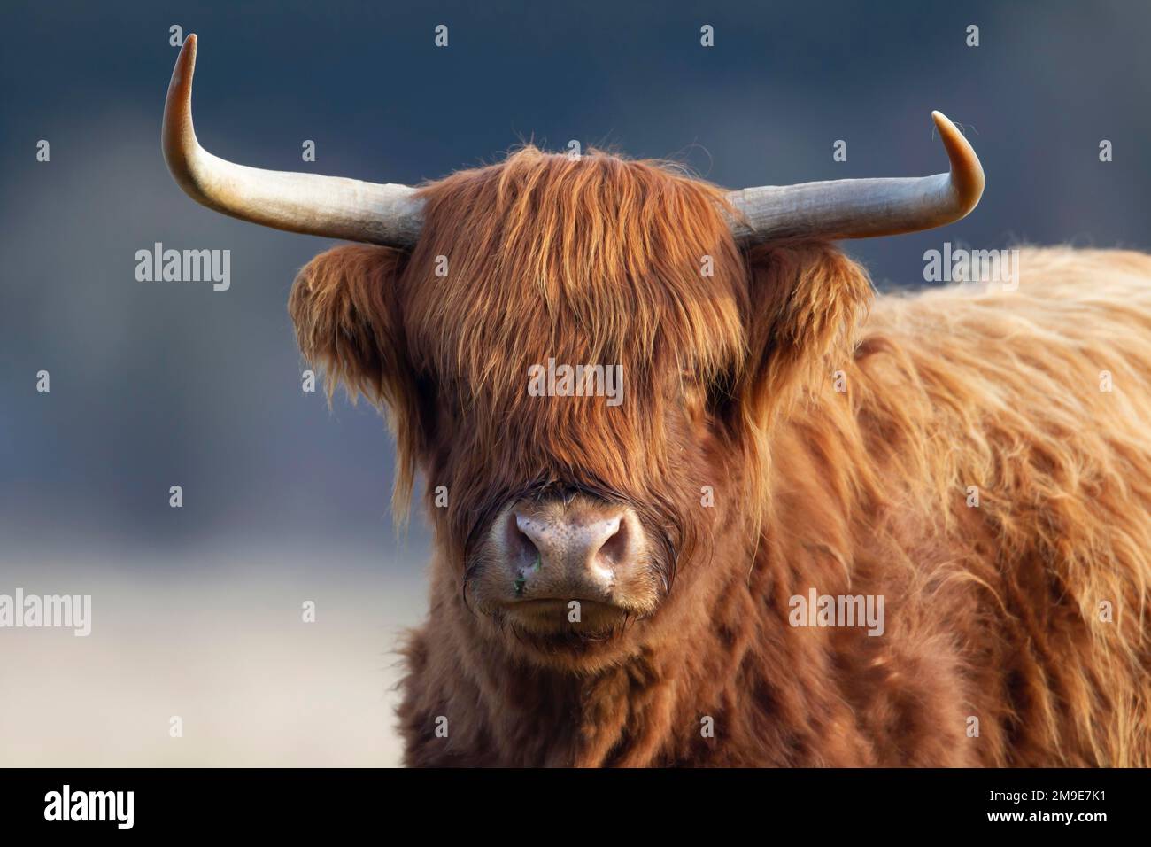 Highland cattle (Bos taurus) adult animal head portrait, Suffolk ...