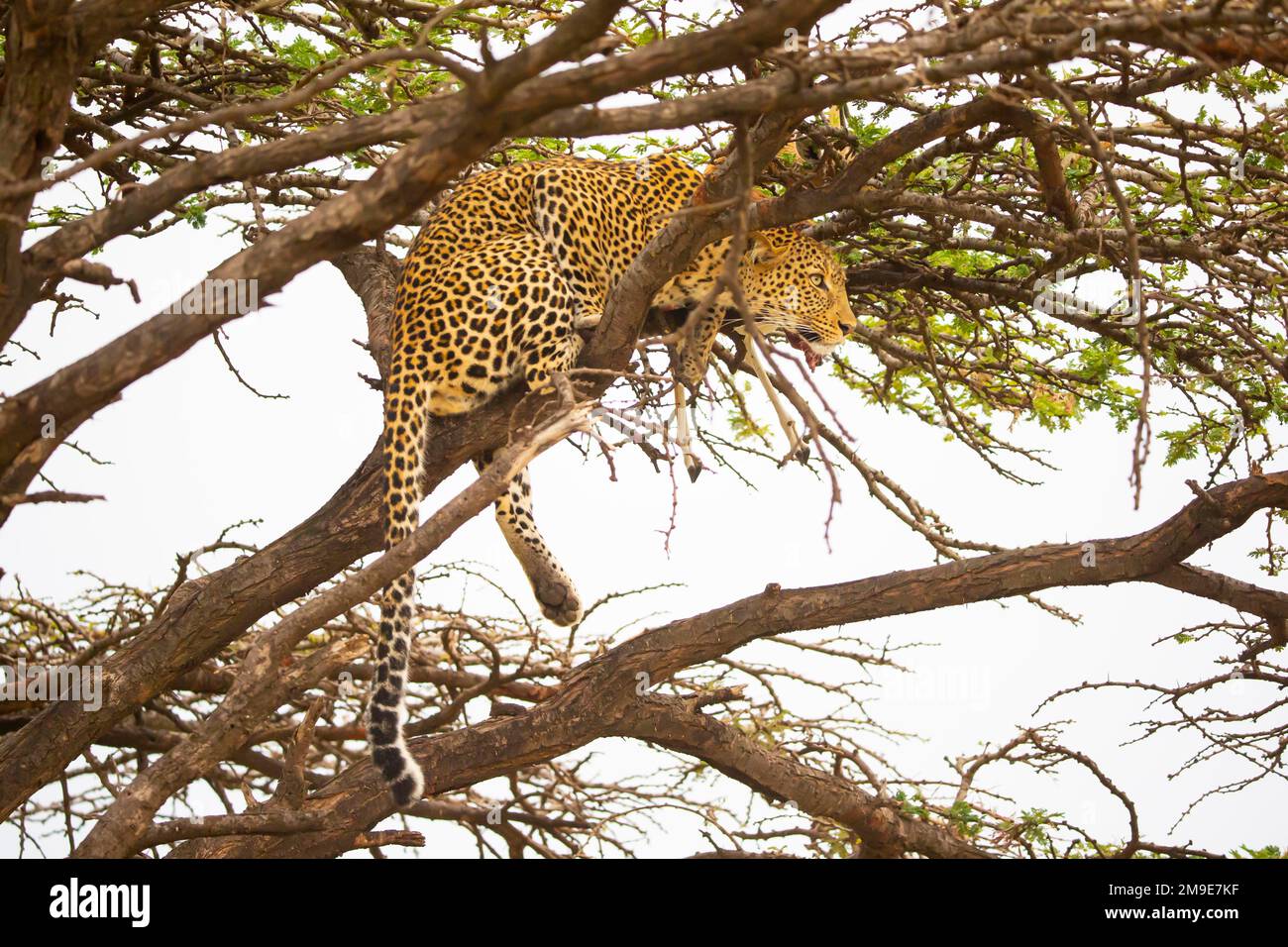 Leopard (Panthera pardus) female, Kenya Stock Photo - Alamy